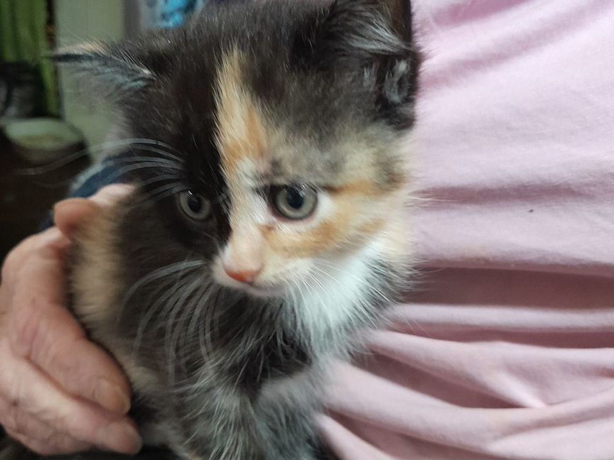 Трёхцветное счастье