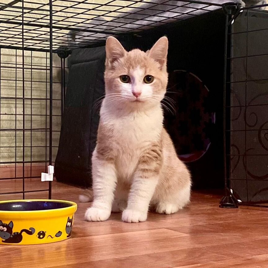 Рыжий котенок в добрые руки