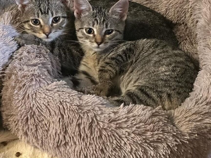 Европейская