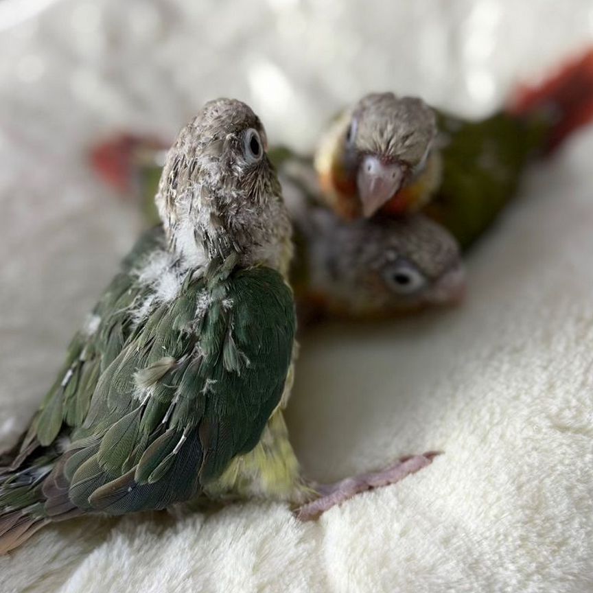 Попугай пиррура ручной выкормыш