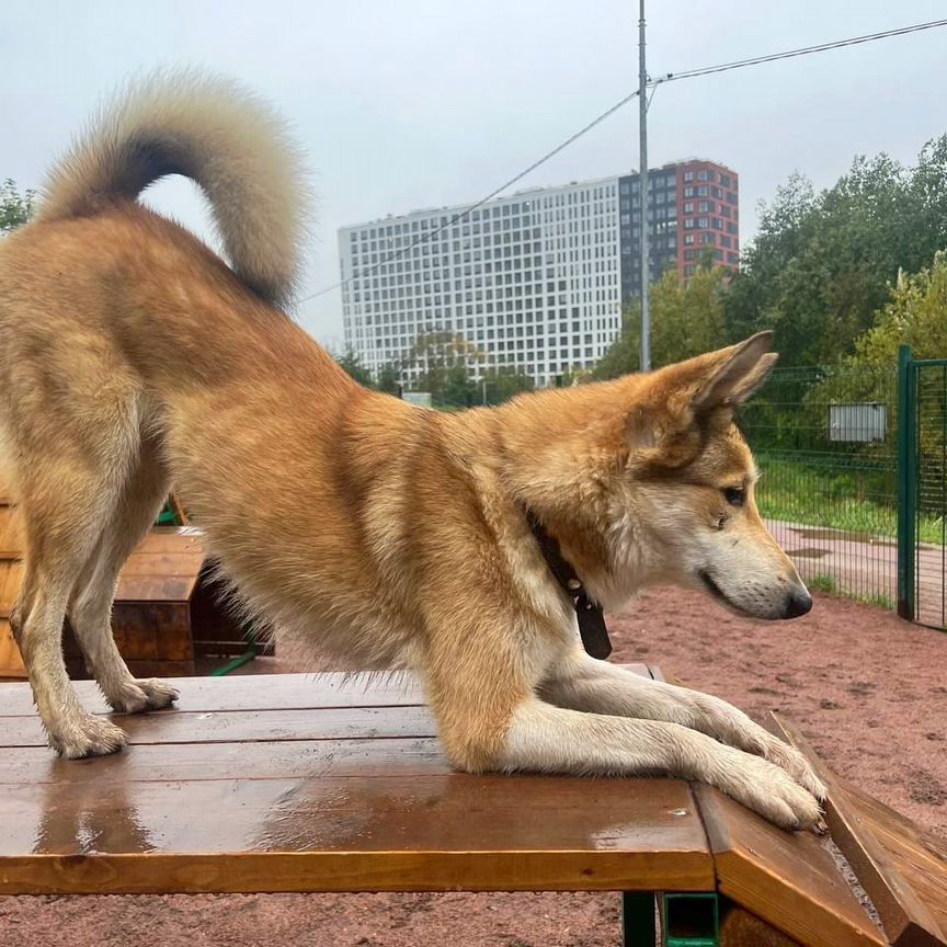 Собака огонь в добрые руки