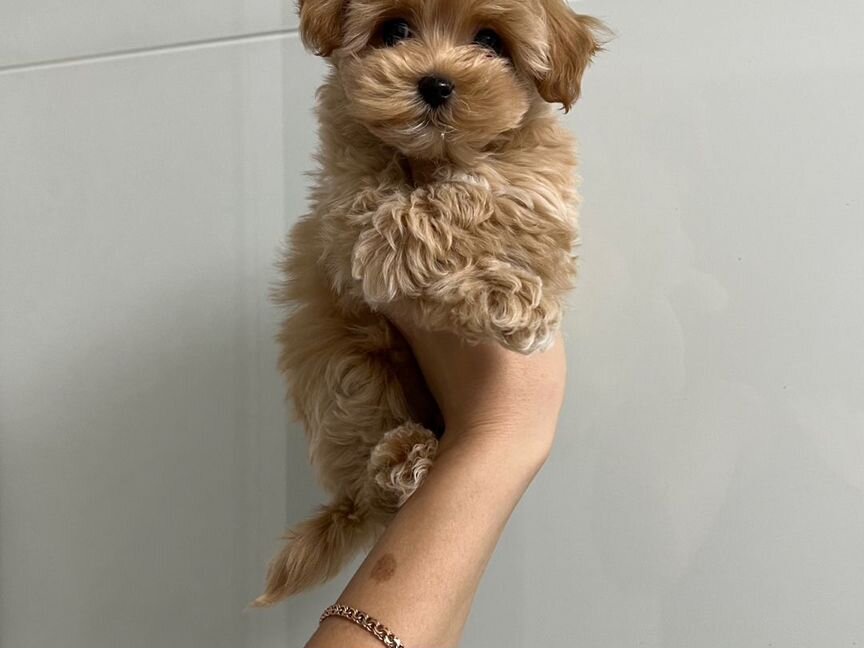 Мальтипу ф1 мини мальчик карамель Baby Face