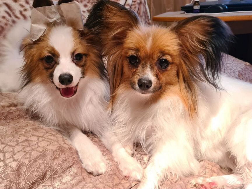 Щенок папильон папильон собачка бабочка