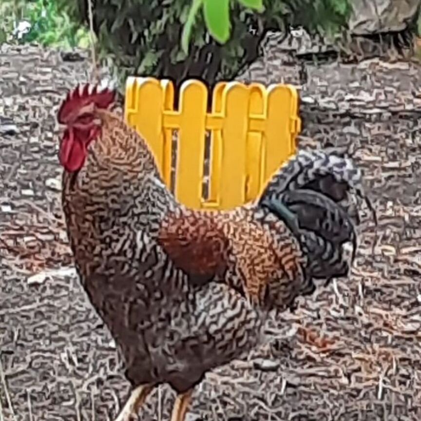 Куры билефельдер