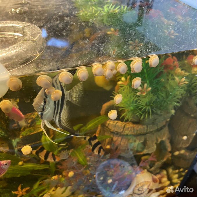 Улитки ампулярии жемчужные