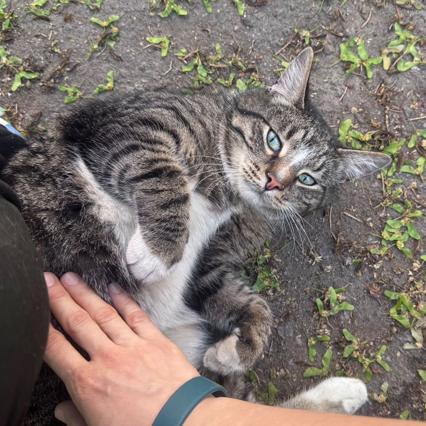 Котёнок в добрые руки