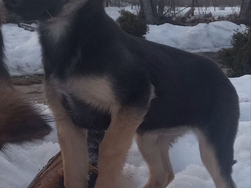 Восточноевропейская овчарка