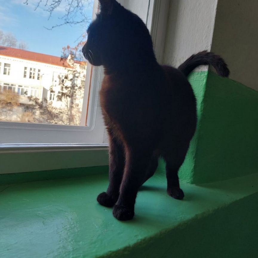 Черный котенок в добрые руки