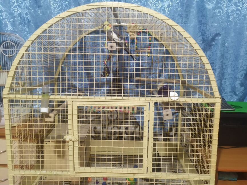 Продам попугаев карелов в месте с клеткой