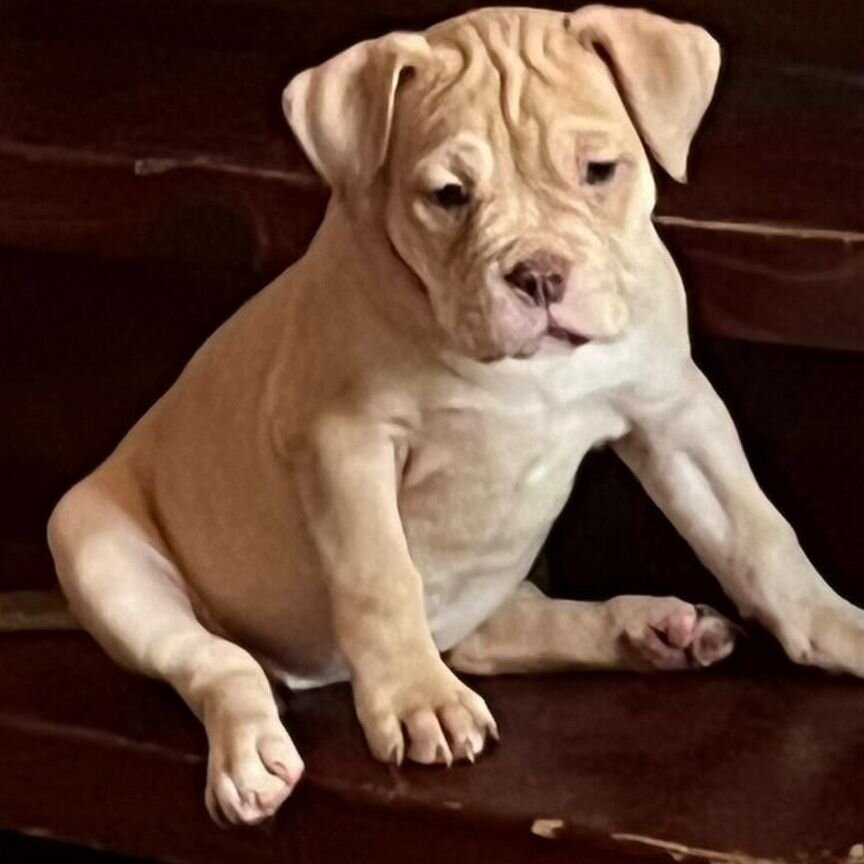 Американский буль покет