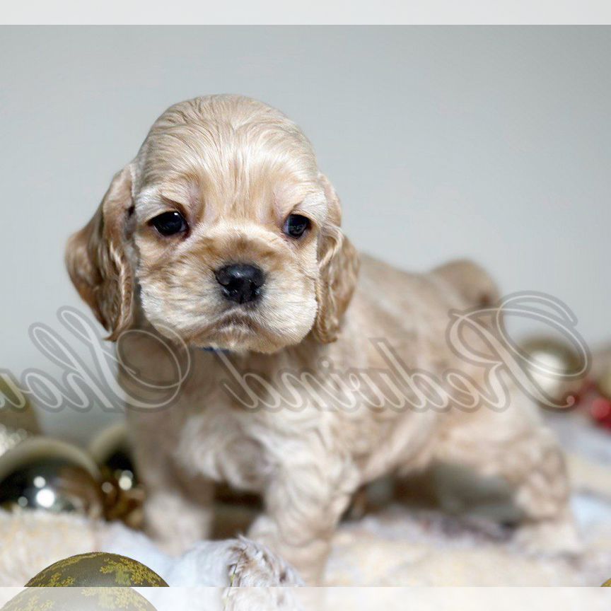 Американский кокер-спаниель, щенок