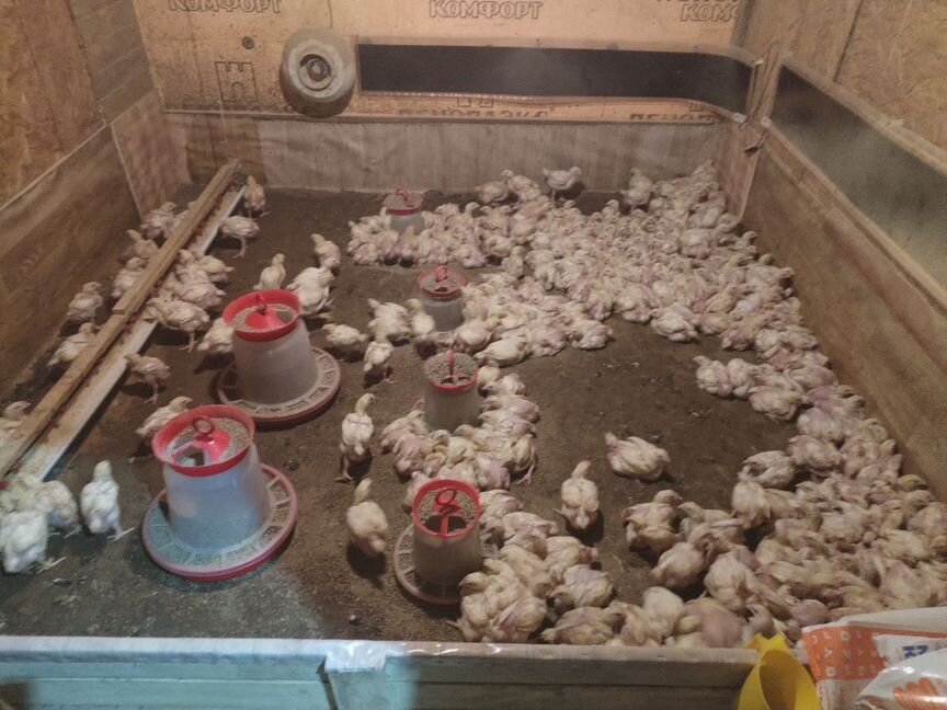 Цыплята бройлера подрощенные