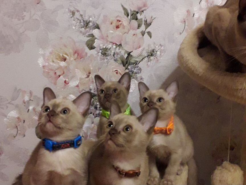Бурманские котята