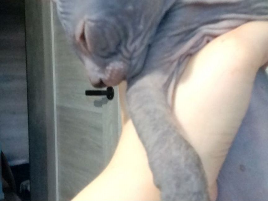 Котенок сфинкс