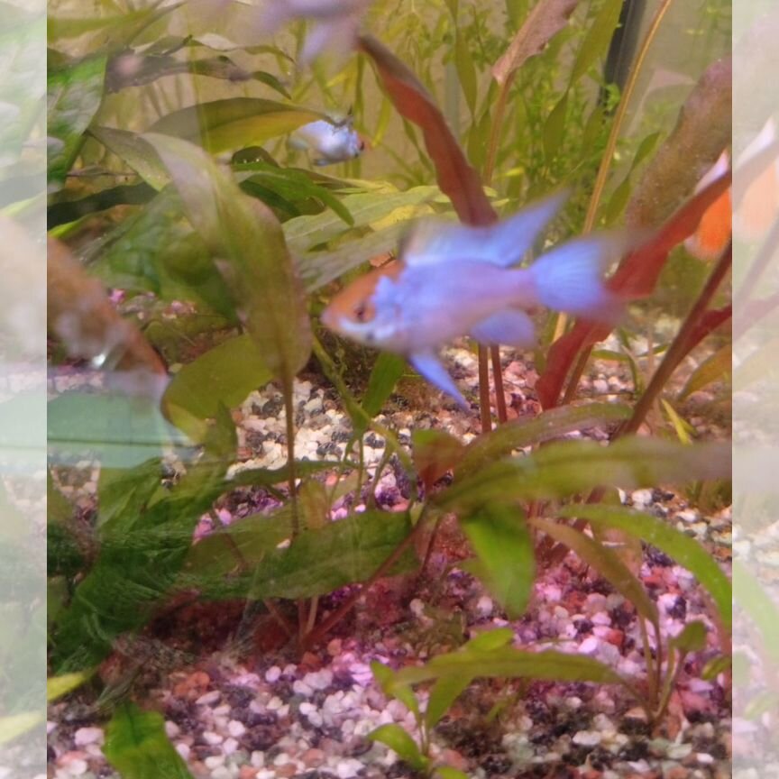 Аквариумные рыбки