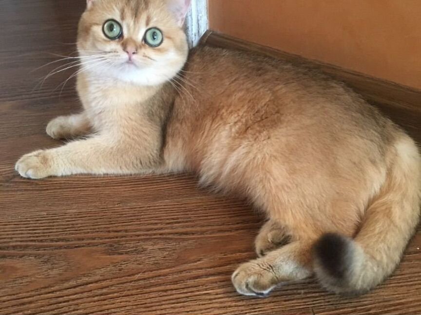 Британская кошка