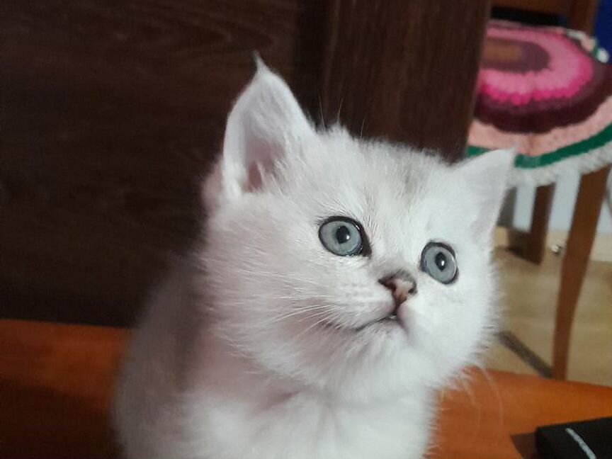 Котёнок британская шиншилла серебристая