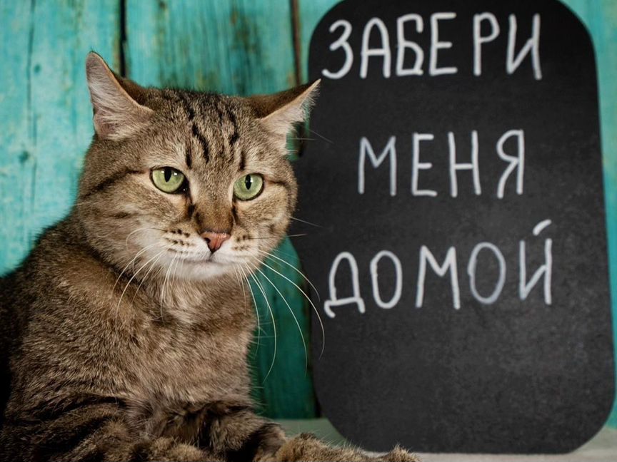 Тихая кошечка Викки