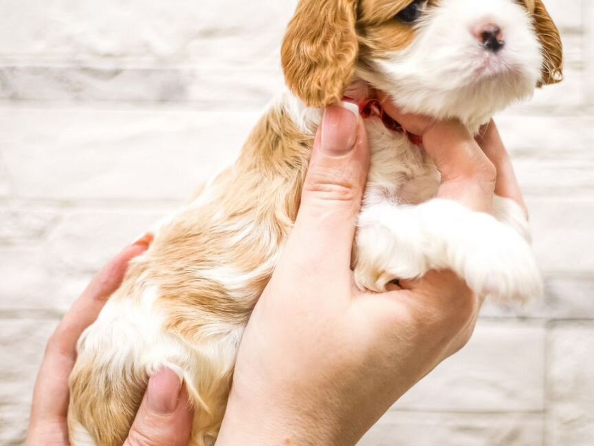 Щенки Кавалер Кинг Чарльз Спаниеля