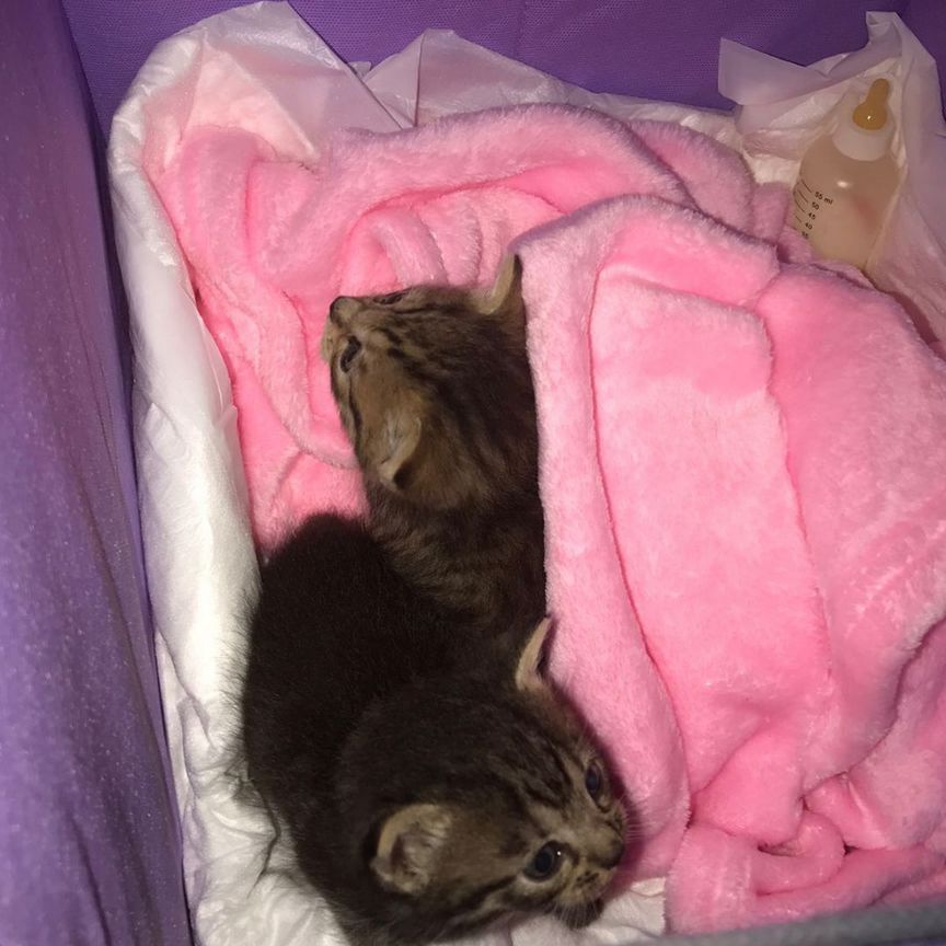 Котята