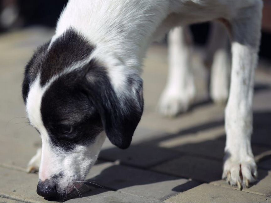 Собака в добрые руки