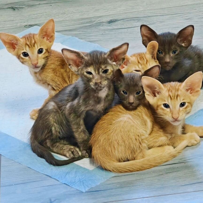 Ориентальные котята