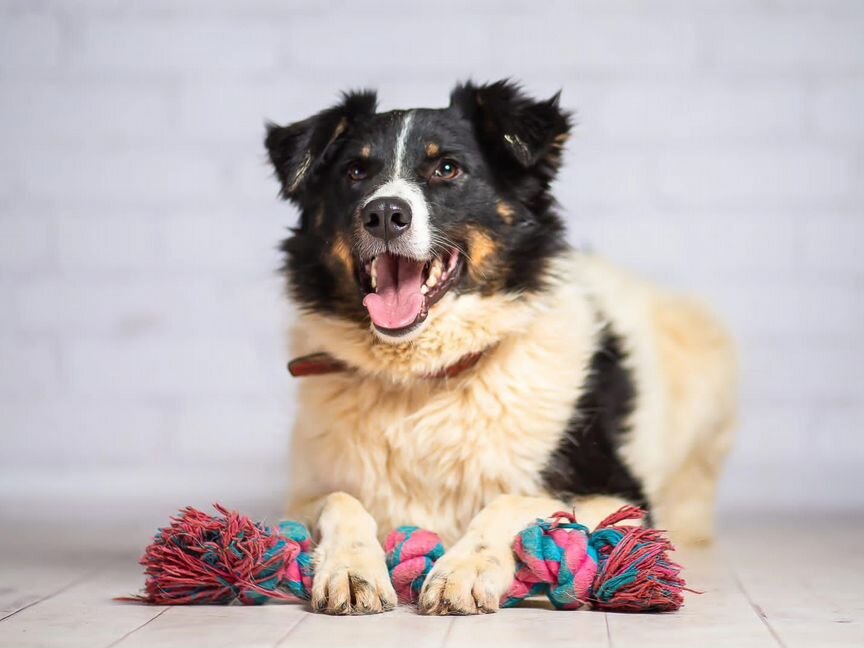 Собака в добрые руки домашняя