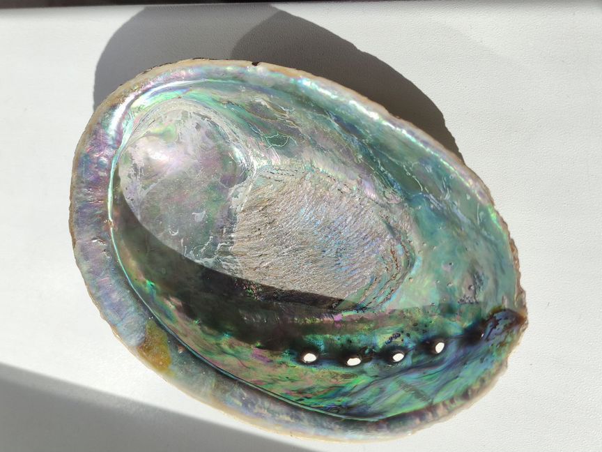 Ракушка перламутровая