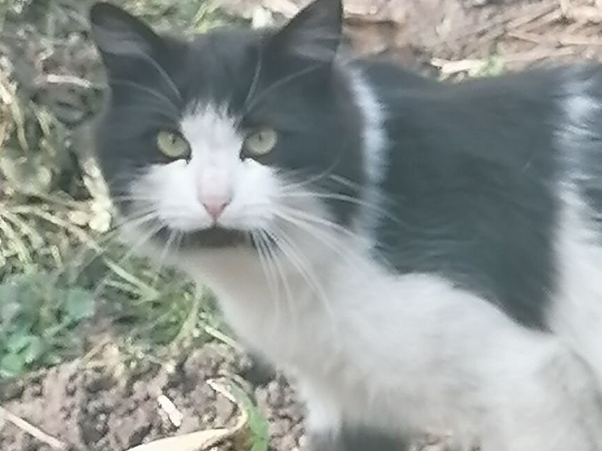 Кот в добрые руки