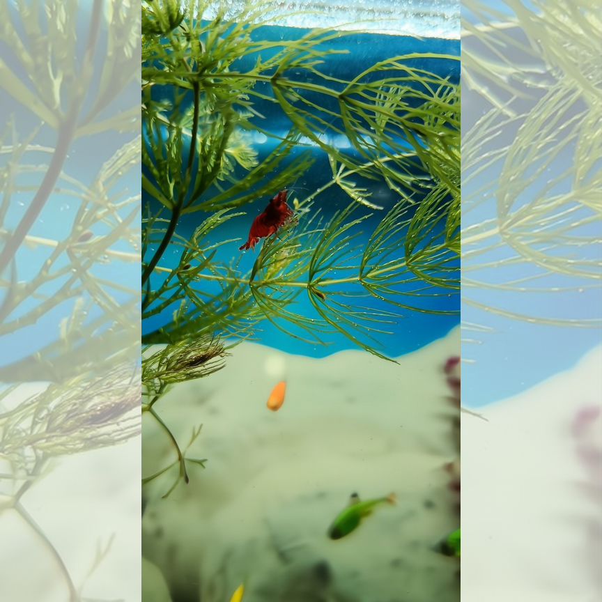 Аквариумные креветки