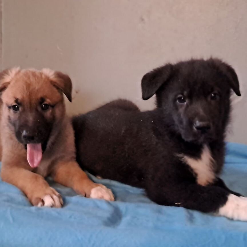 Немецкая овчарка 