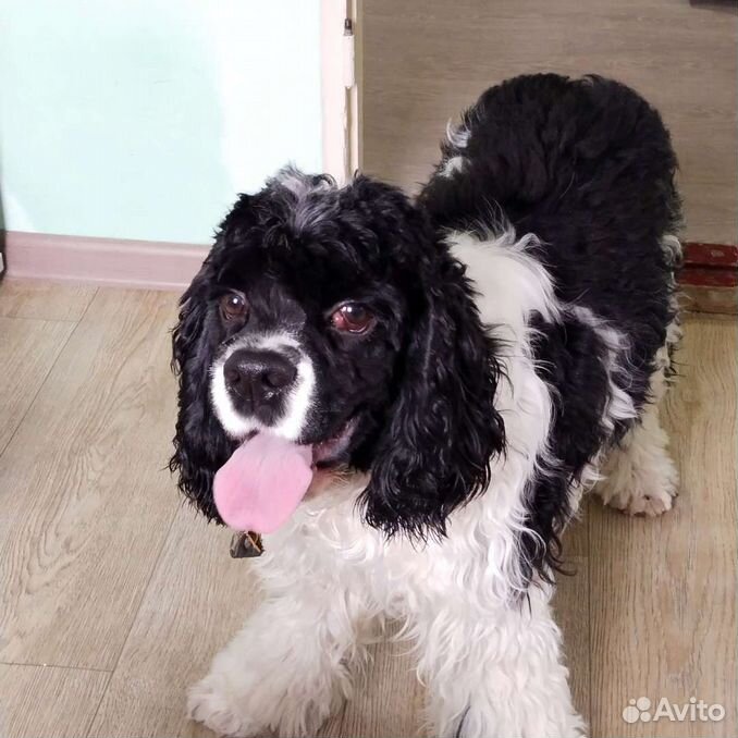 Кокер спаниель американец