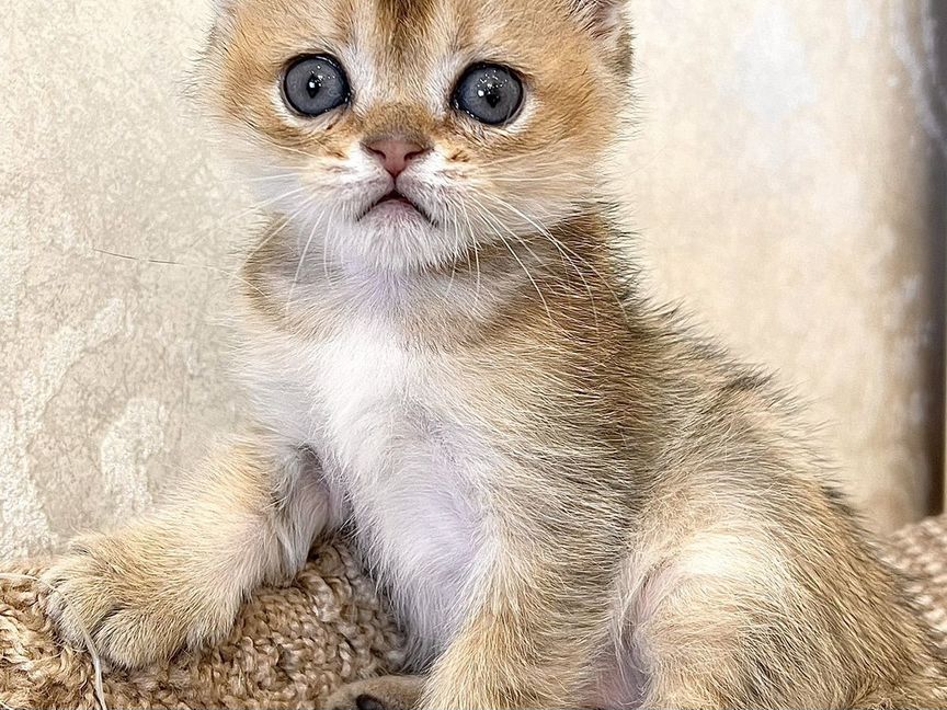 Фолд Очаровательный малыш