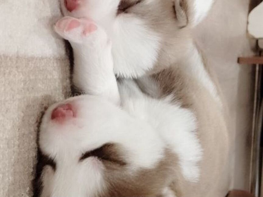 Продам щенков хаски, родились 30.11.2023г