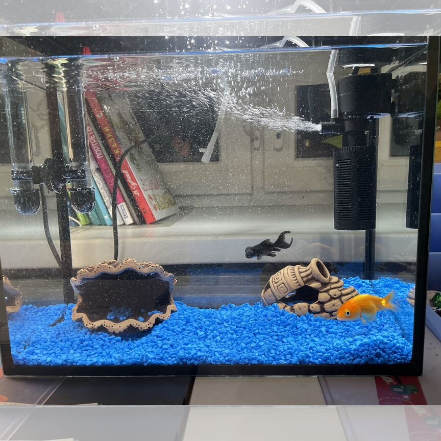 Аквариум с 2 - мя золотыми рыбками