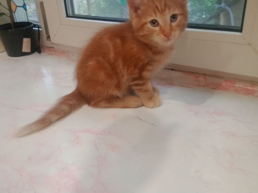 Кошка в дар бесплатно