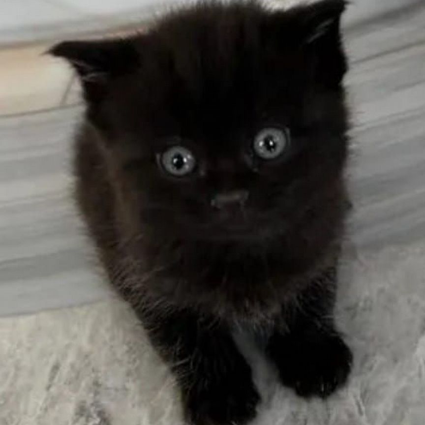 Британский мальчишка