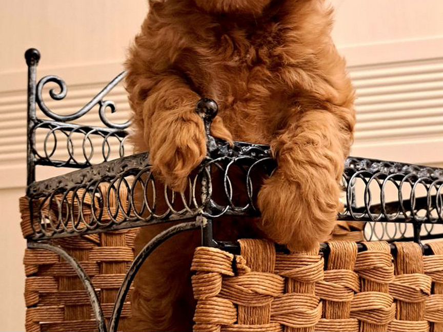 Мальтипу ф1 стандарт