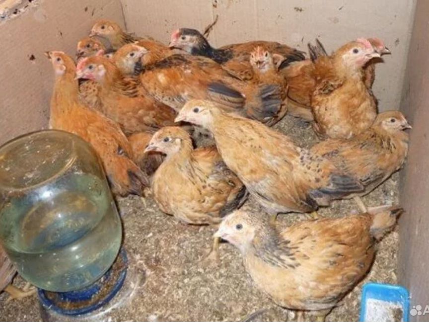 Цыплата кучинские и мараны