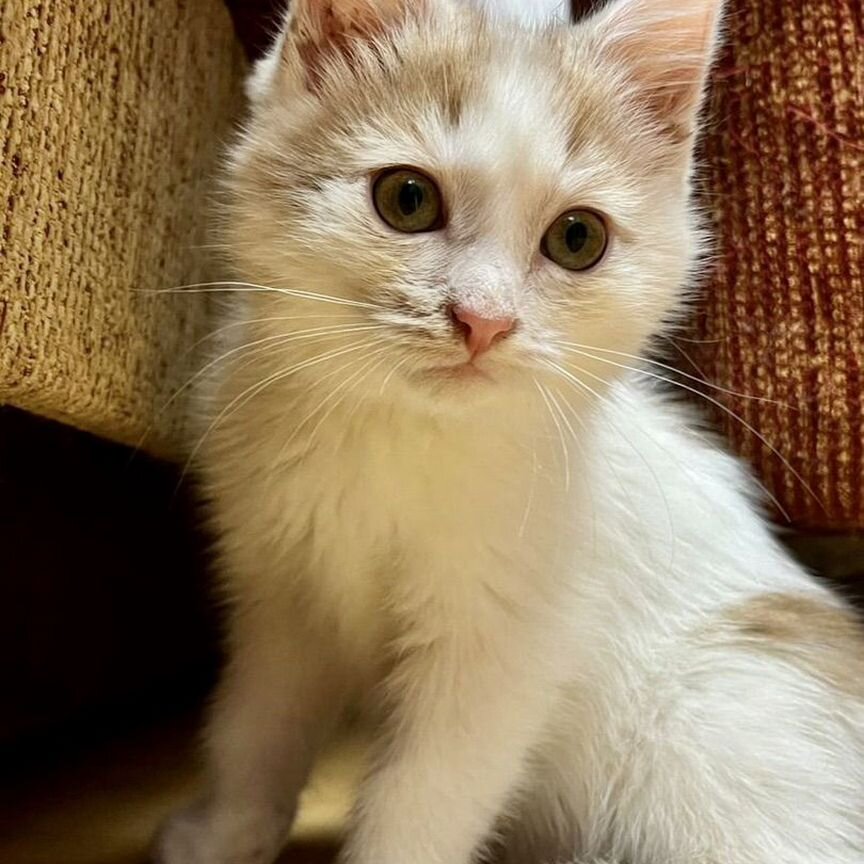 Котёнок мурлыка ищет семью