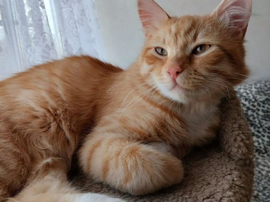 Санечка хочет домой