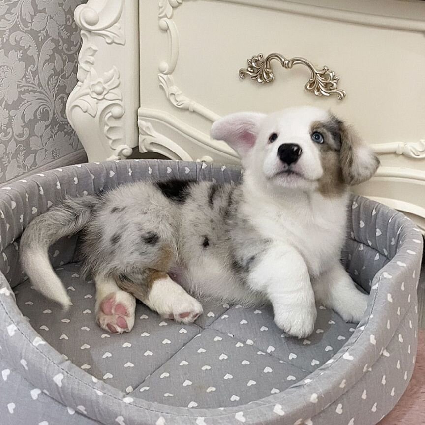 Мальчик Вельш Корги Кардиган