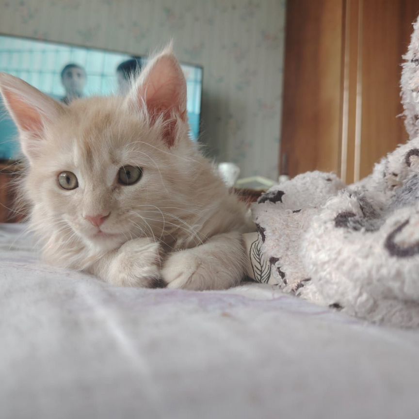 Котята мейн-кун
