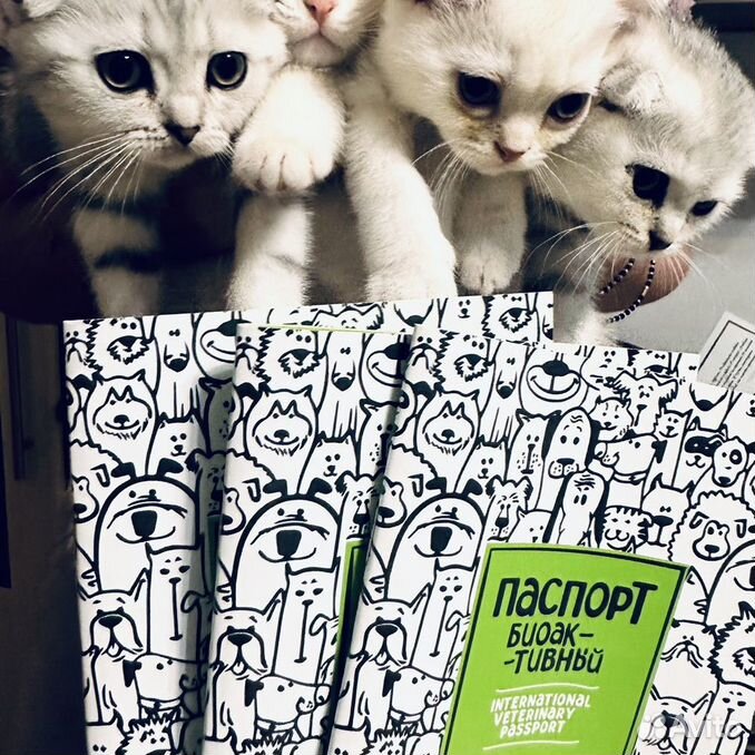 Шотландский вислоухий котенок Scottish Fold