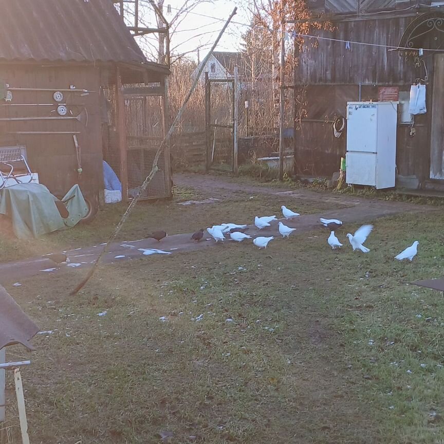 Голуби бойные