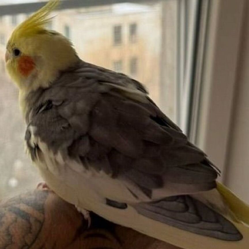 Попугай корелла