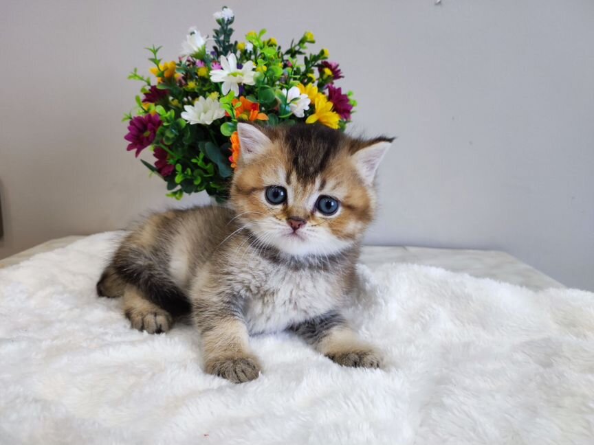 Британский котёнок чёрное золото