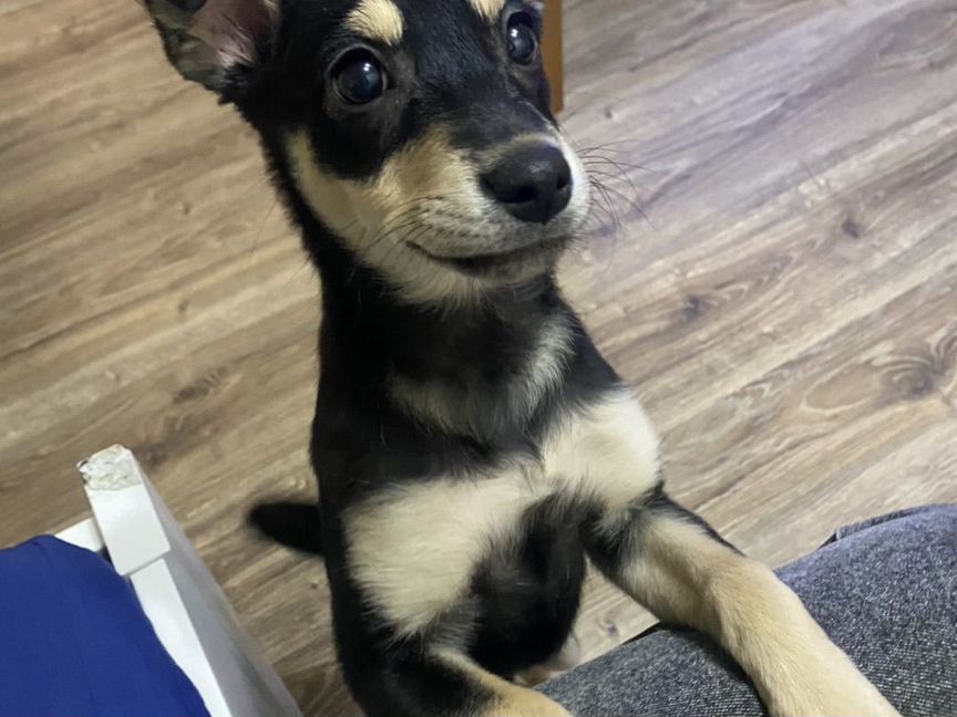 Девочка щенок 4 месяца