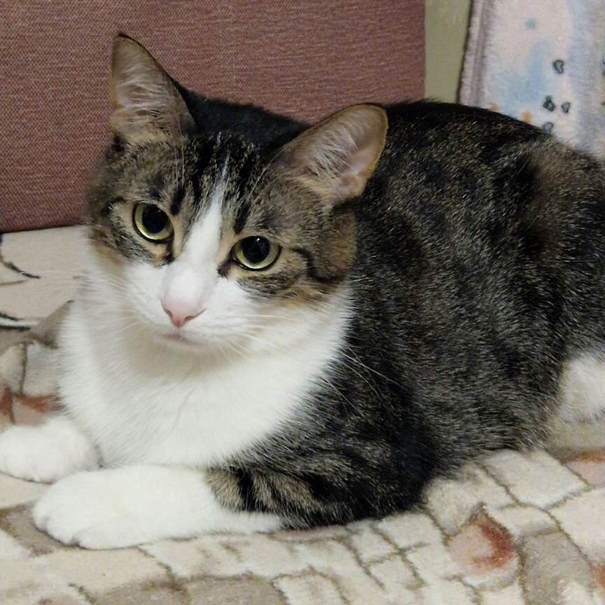 Взрослый кот в добрые руки