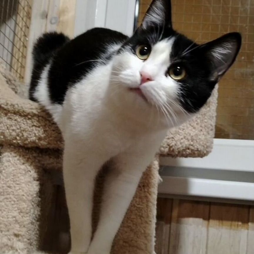Молодой котик
